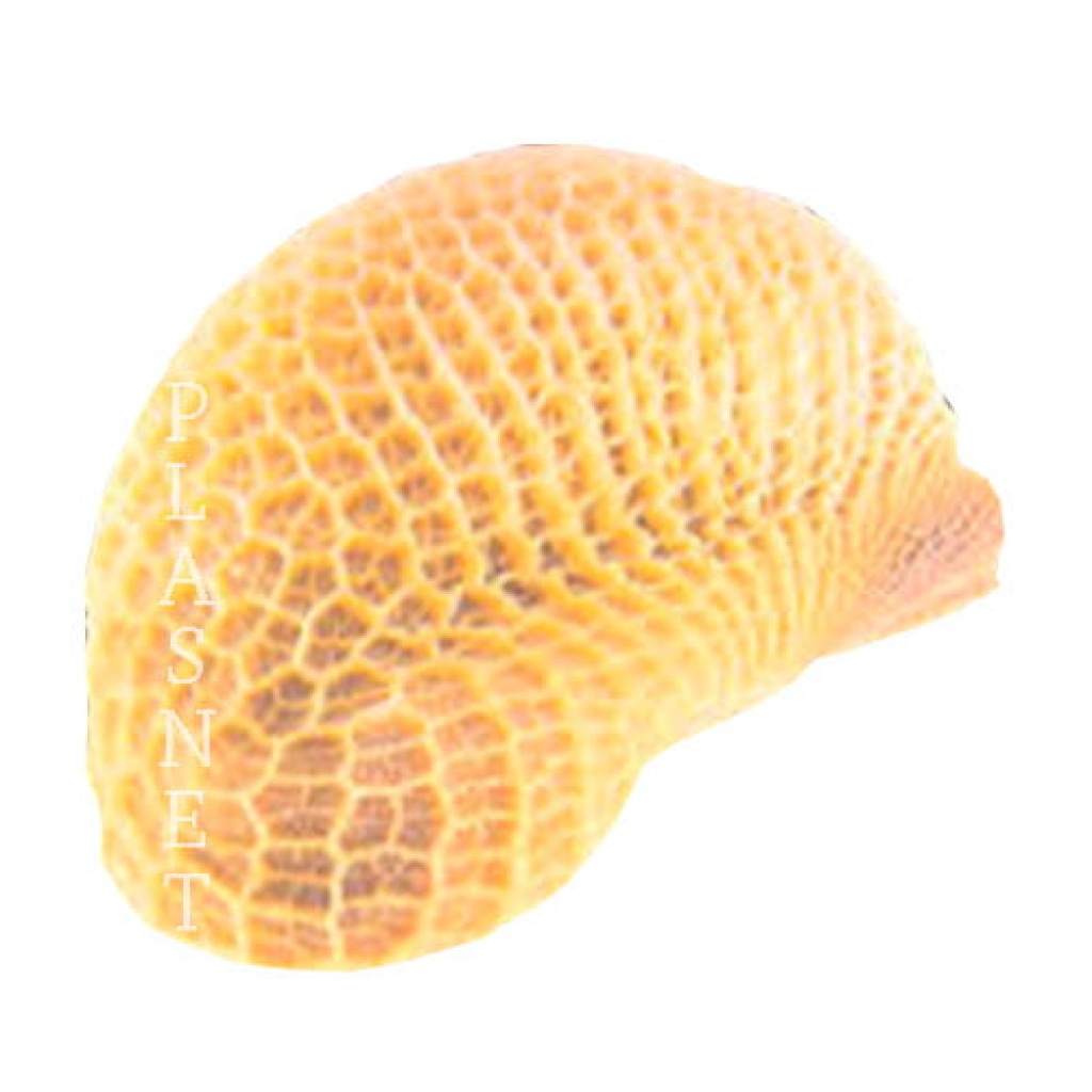 Bucho de Boi Pacote Aprox. 1kg (COD413) - Loja Online e Mercado de ...